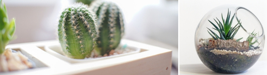 Cactussen en vetplanten voor jouw huis - Huis En Tuin